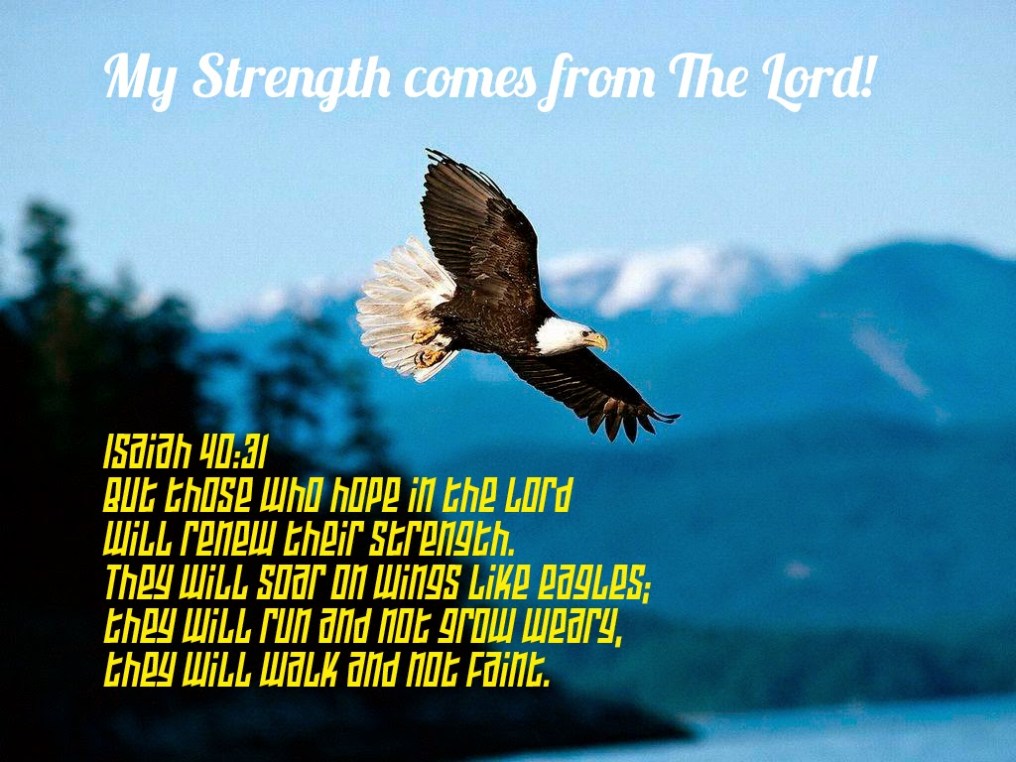 I LOVE EAGLES AMEN-AMEIN SELAH!! | Kristi Ann's Haven